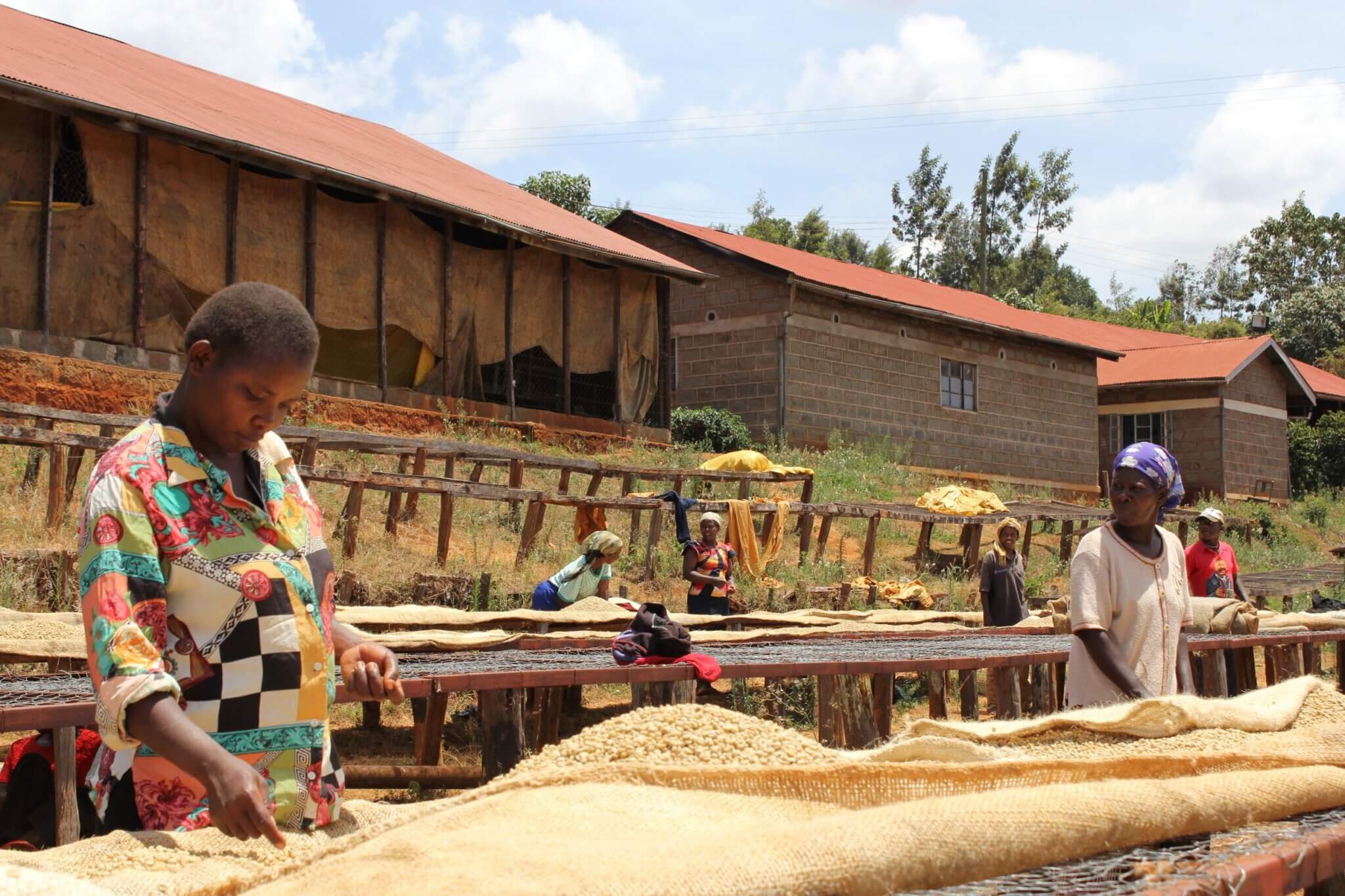 ケニア完売のお知らせ | TABEI COFFEE