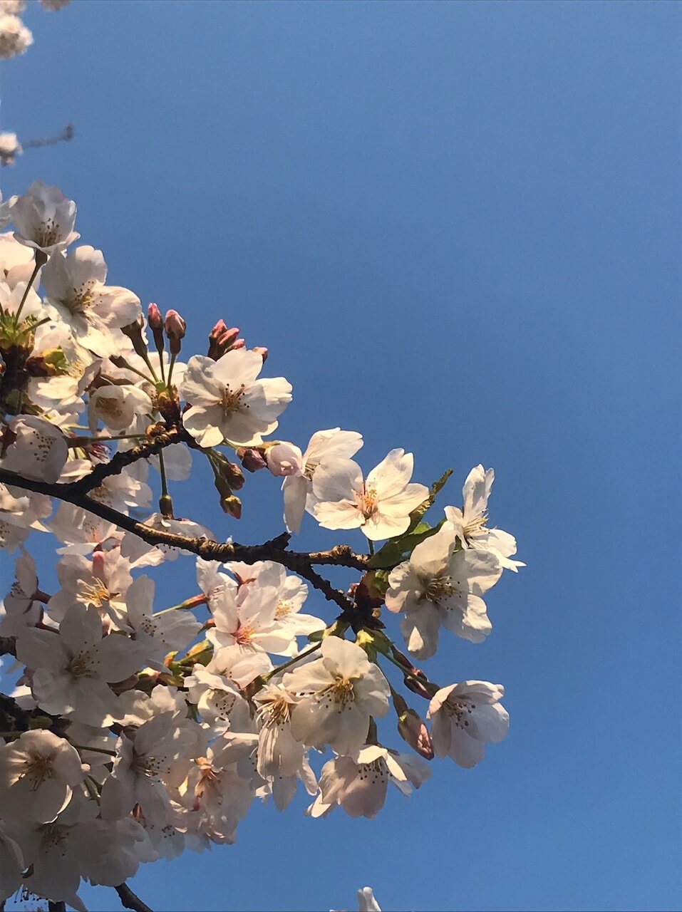 3月のお休みのお知らせ | TABEI COFFEE