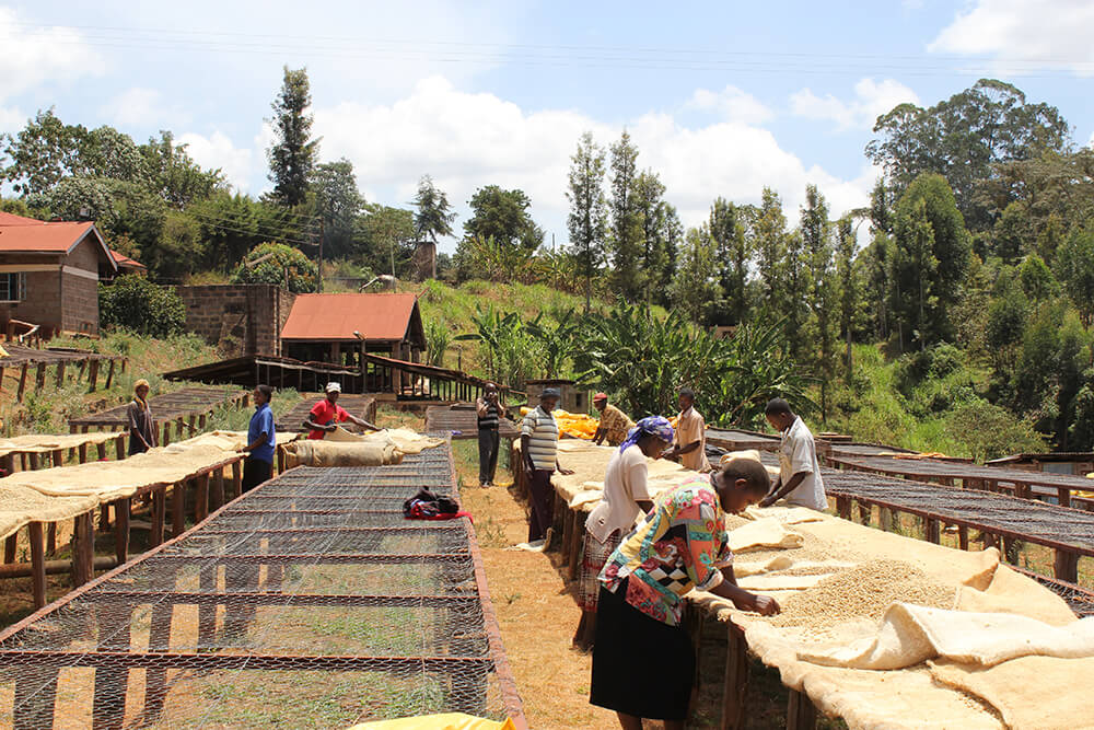 ケニアの新豆が入荷しました | TABEI COFFEE