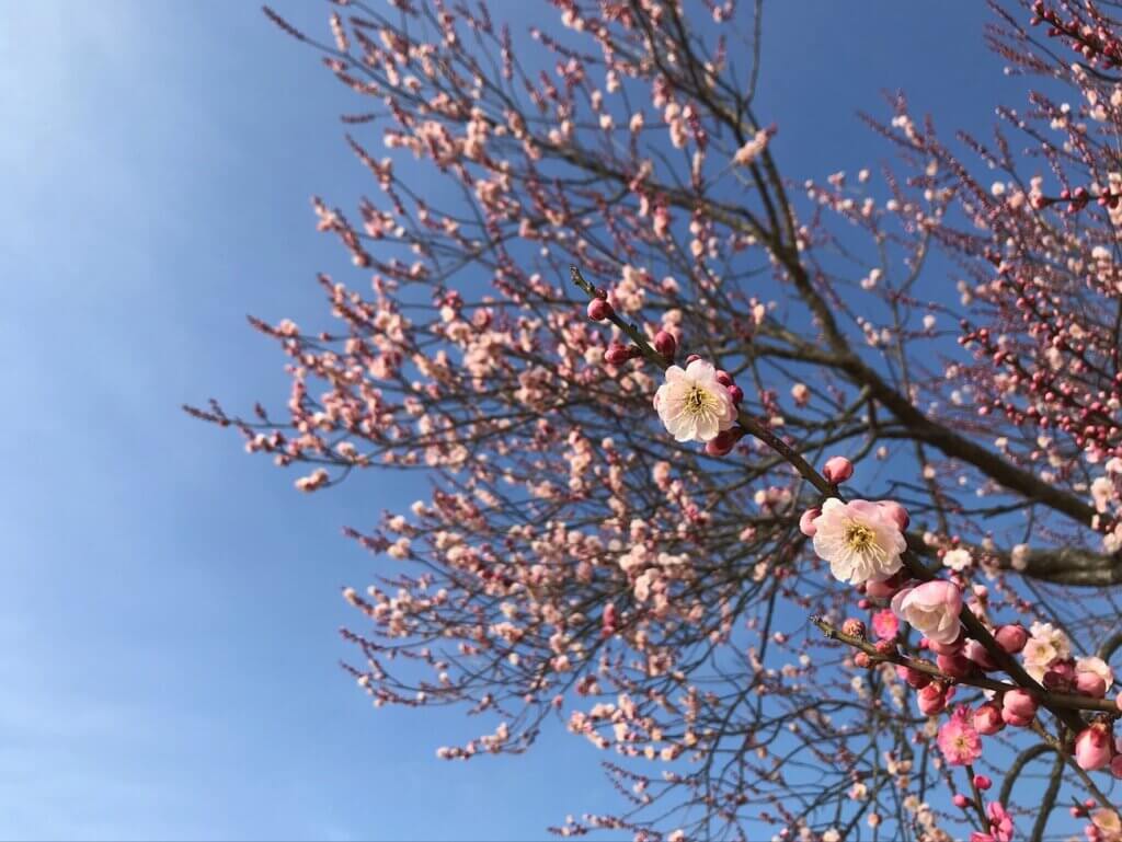 2月23日（祝）休まず営業します | TABEI COFFEE