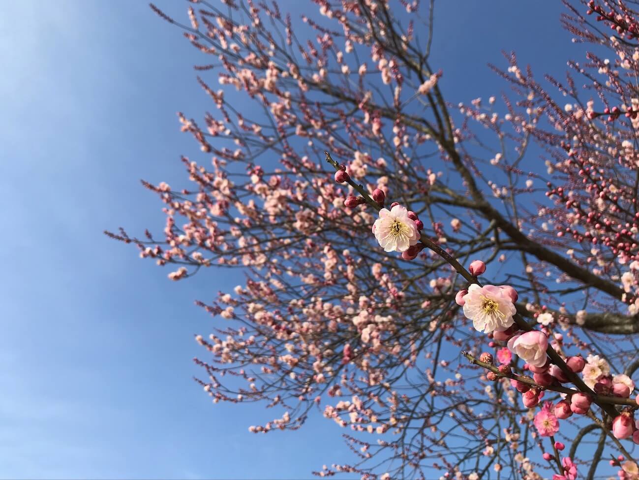 2月23日（祝）休まず営業します | TABEI COFFEE