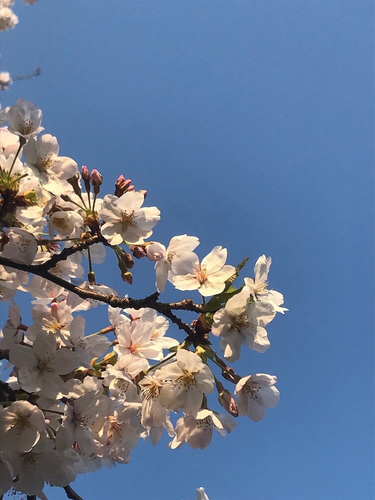 4月のお休みのお知らせ | TABEI COFFEE