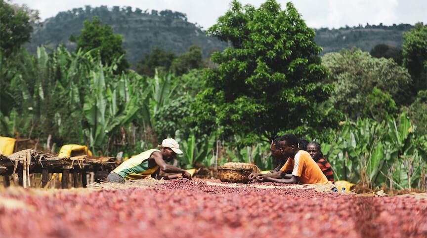 エチオピア「ティベブ・ローバ」入荷 | TABEI COFFEE