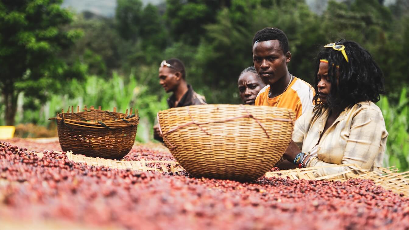 エチオピア完売のお知らせ | TABEI COFFEE